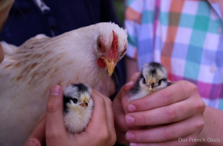 Spring-Chicken Fever – Our French Oasis