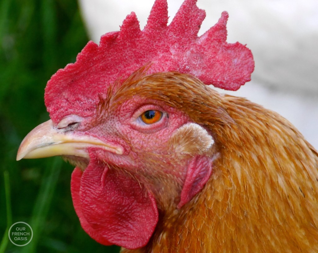 A Wise Old Bird – Our French Oasis