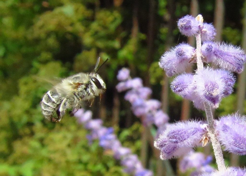 MY BUGS LIFE – Our French Oasis