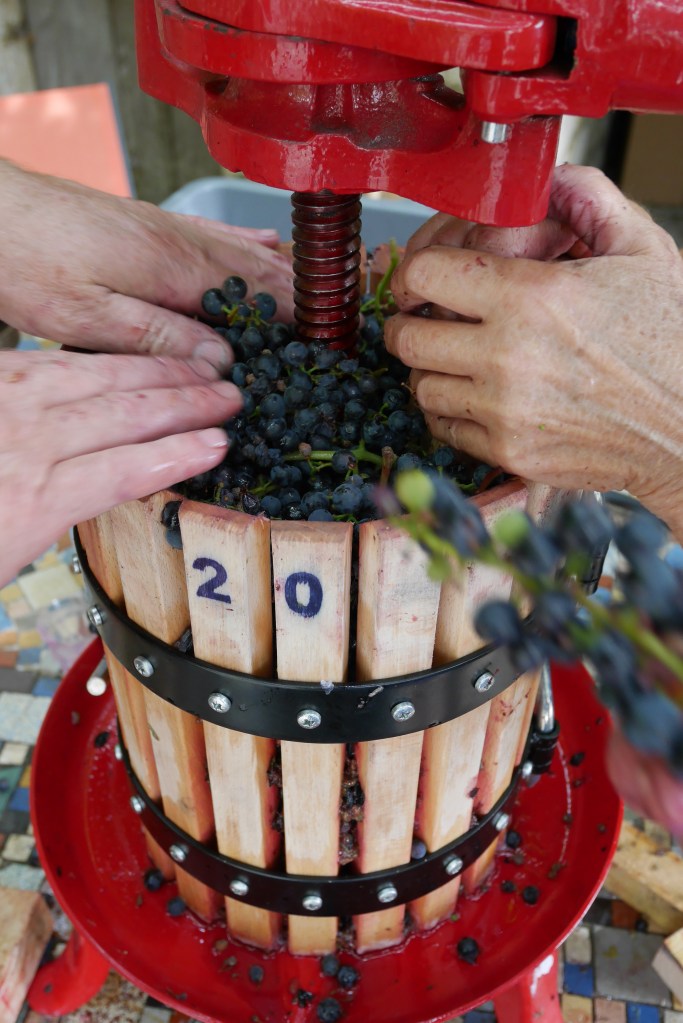 The Grape Harvest – Our French Oasis