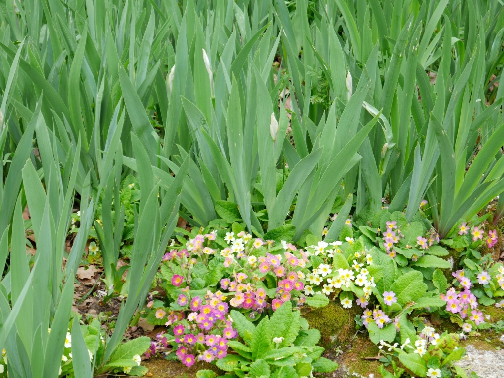 Getting to Grips with The Spring Garden – Our French Oasis